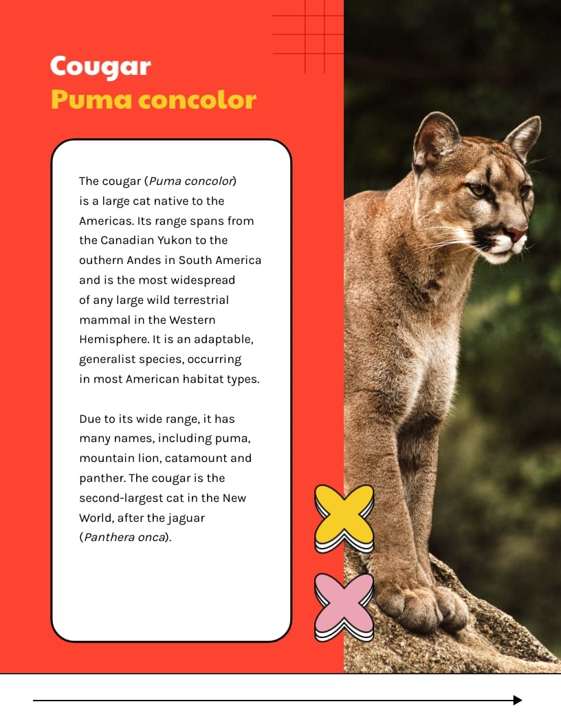 Children Educational Ebook Template | Visme