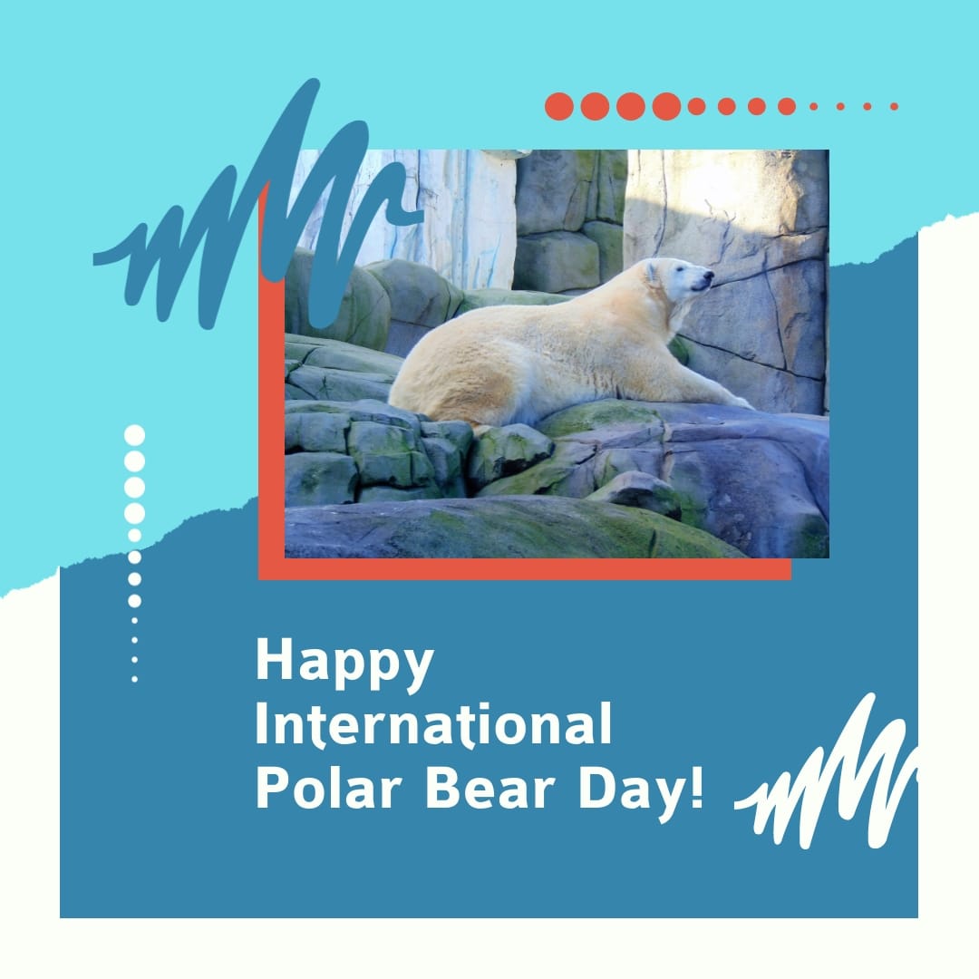 Happy International Polar Bear Day Square Template | Visme
